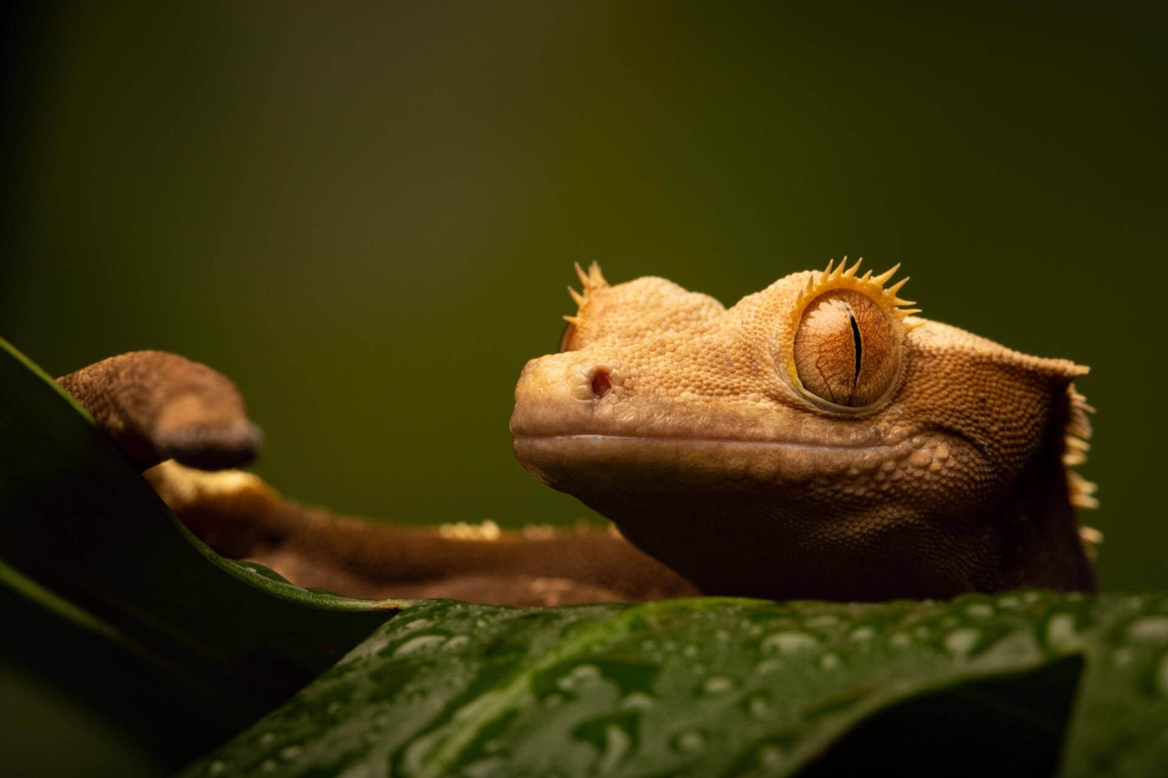 Geckos populaires pour débutants